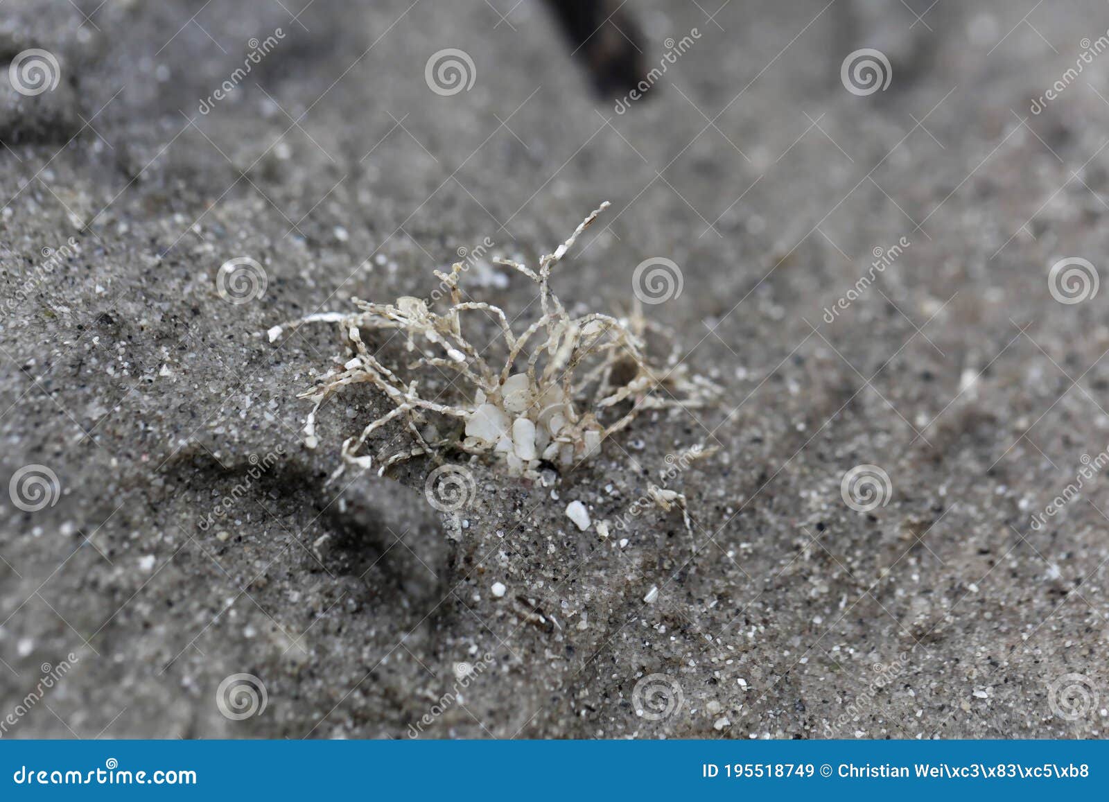 A Sand Mason Worm, Lanice Conchilega Stock Image - Image of water ...