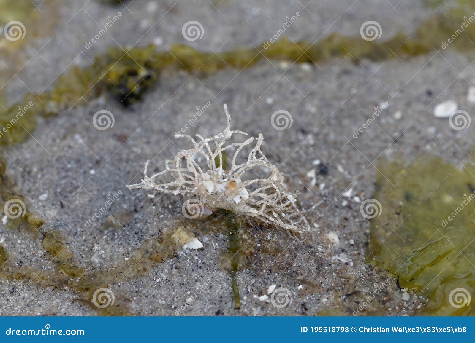 A Sand Mason Worm, Lanice Conchilega Stock Photo - Image of natural ...