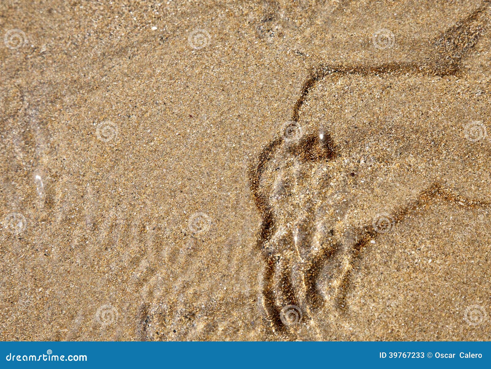 Sand monster stock image. Image of water, monster, shapes - 39767233