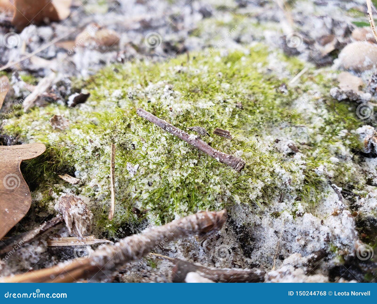 Sand and moss stock photo. Image of sand, moss, white - 150244768