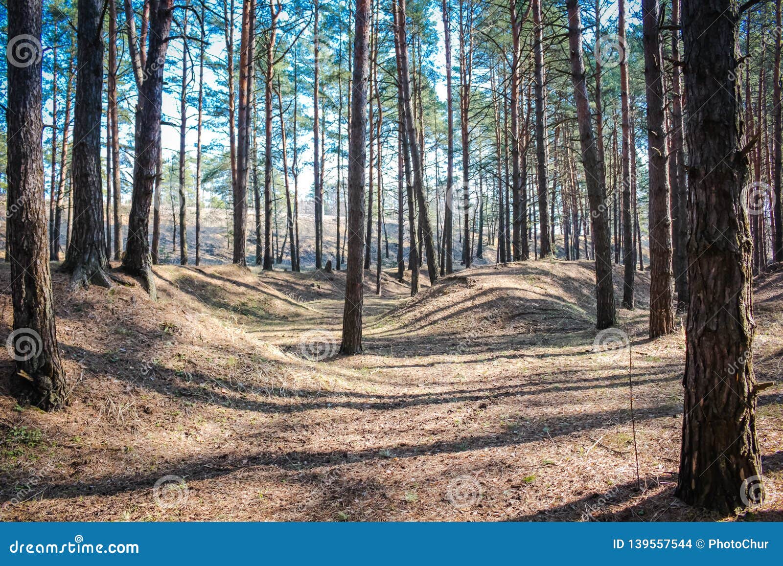 Sand Mounds in a Pine Forest Stock Photo - Image of mound, forest ...
