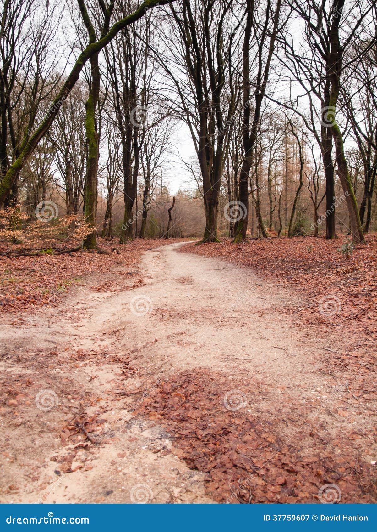 Sand path through forrest stock image. Image of pathtrack - 37759607