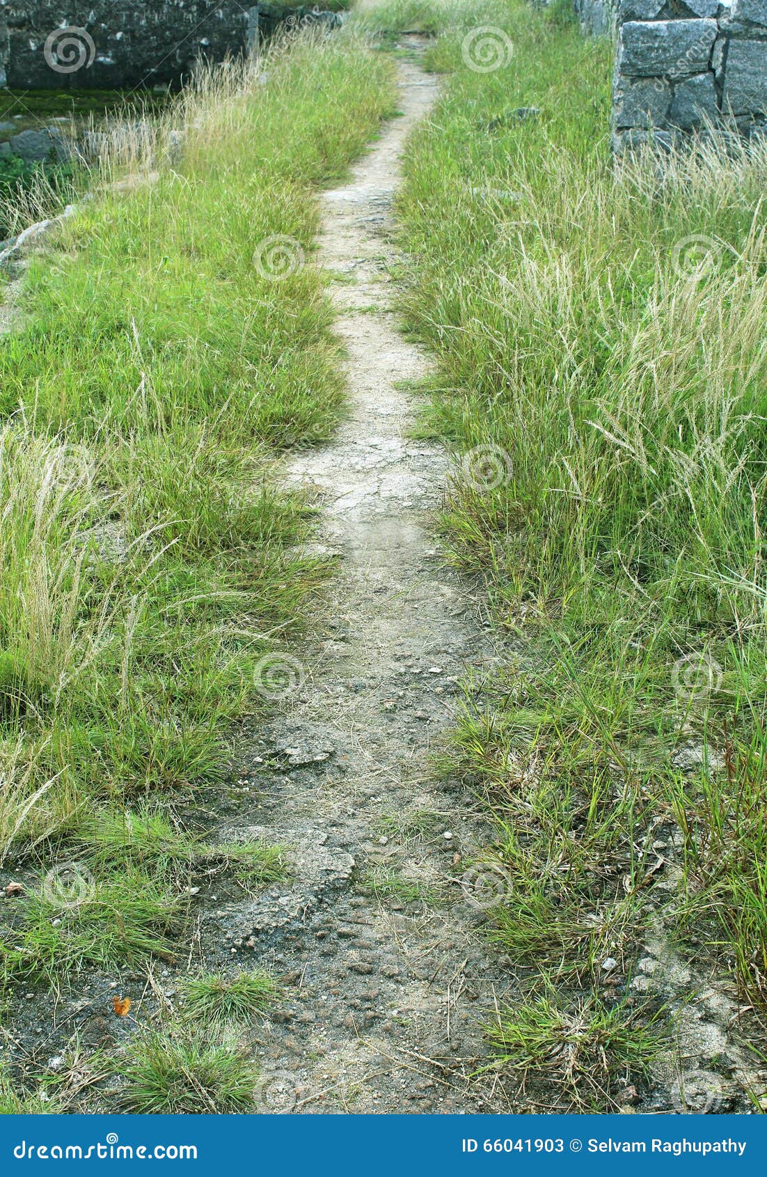 Sand Path Thorugh The Dunes Of Westhoek Nature Reserve Stock Photo ...