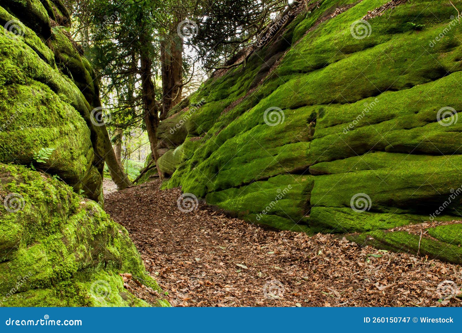 Sand Pathway through Moss Covered Rocks in a Forest Stock Image - Image ...