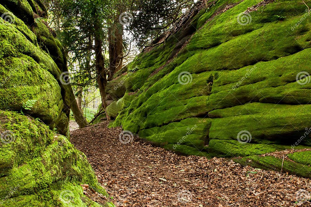 Sand Pathway through Moss Covered Rocks in a Forest Stock Image - Image ...