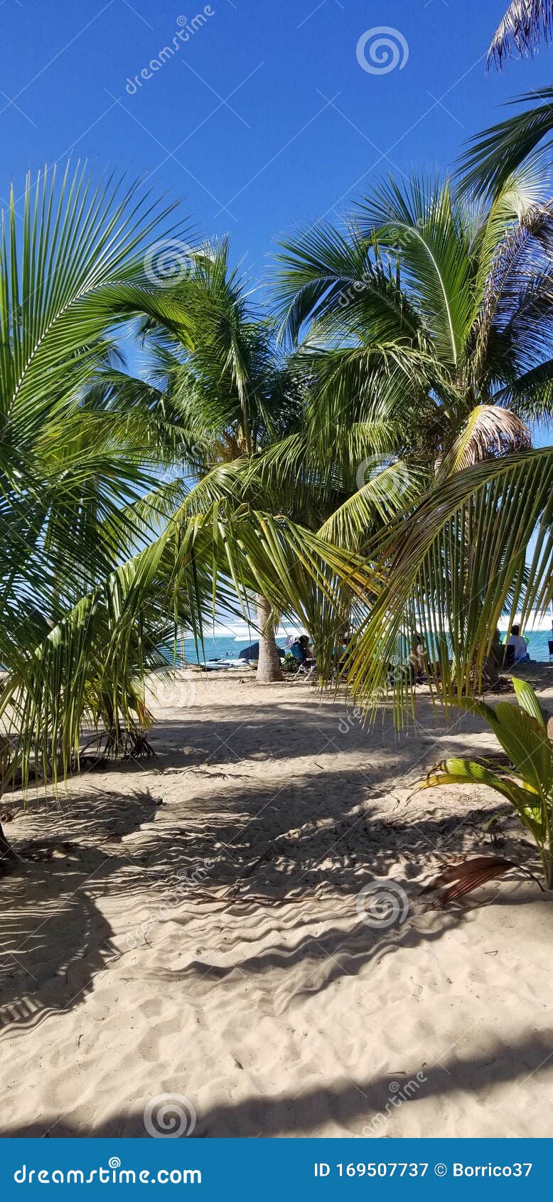 Sand pathway palm trees stock image. Image of sand, trees - 169507737
