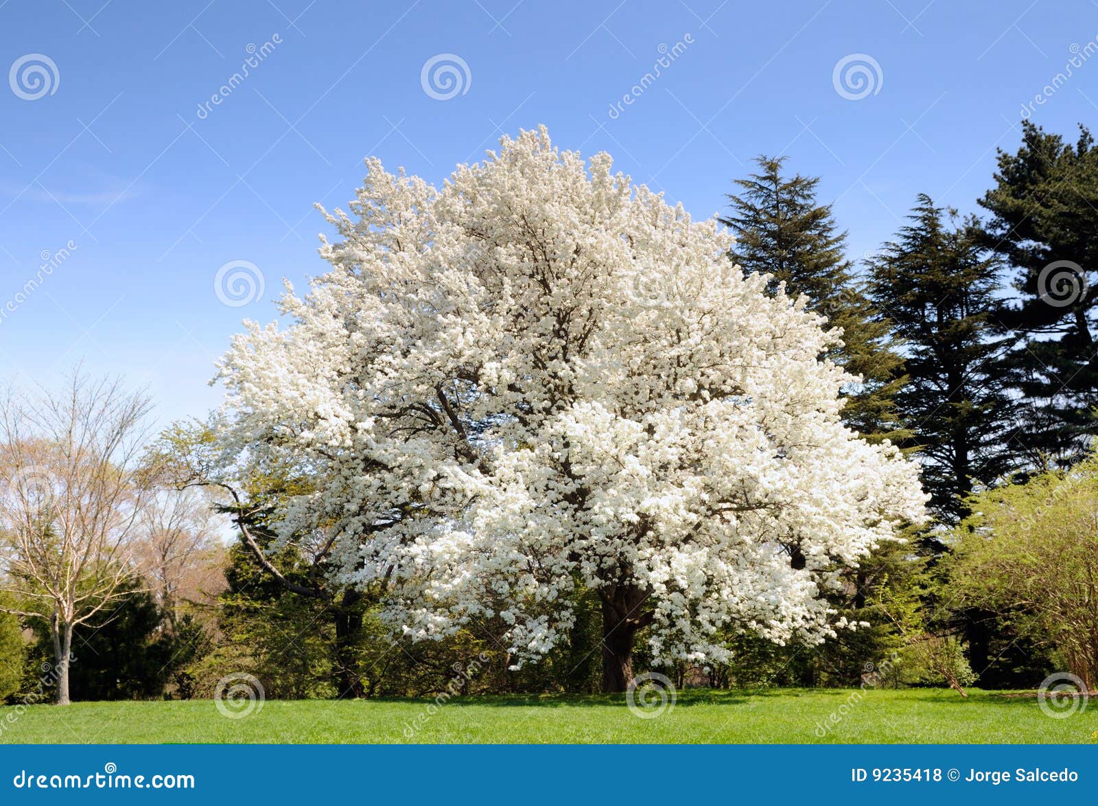 Sand Pear Tree in the Spring Stock Photo - Image of blooming, botany ...
