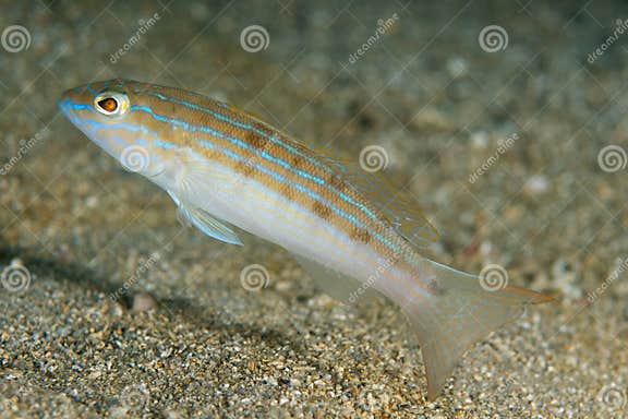 Sand Perch stock photo. Image of jacknife, scuba, atlantic - 17072086