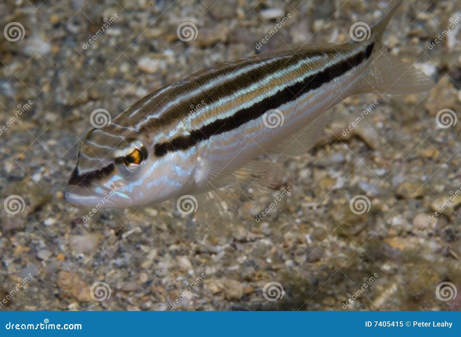 Sand Perch stock image. Image of tails, fins, oceanography - 7405415