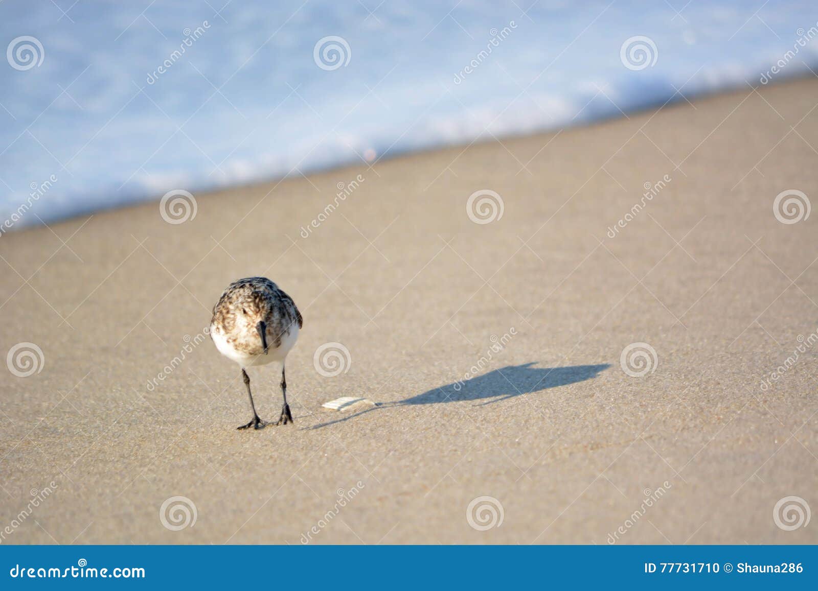 Sand Piper Bird Along Ocean Stock Photo - Image of sandpiper, sand ...