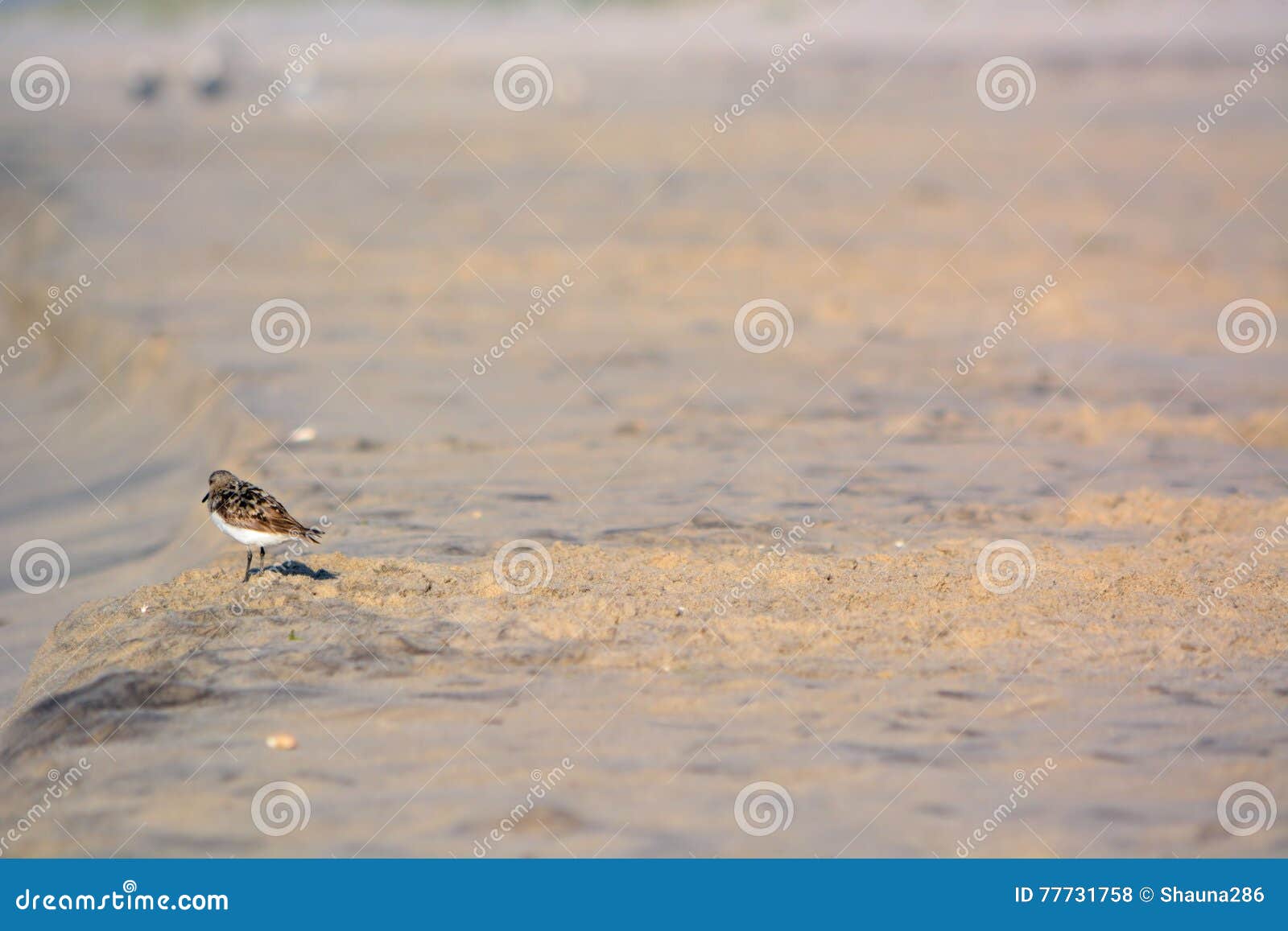 Sand Piper Bird on the Beach Stock Photo - Image of mound, food: 77731758