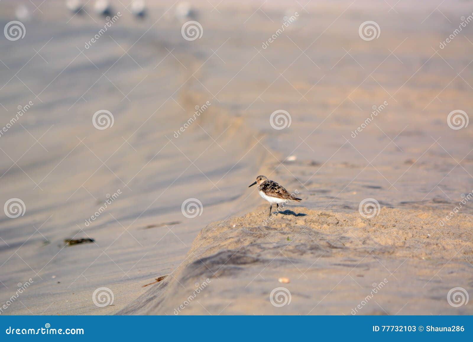 Sand Piper Bird on the Beach Stock Image - Image of sandpiper, feather ...