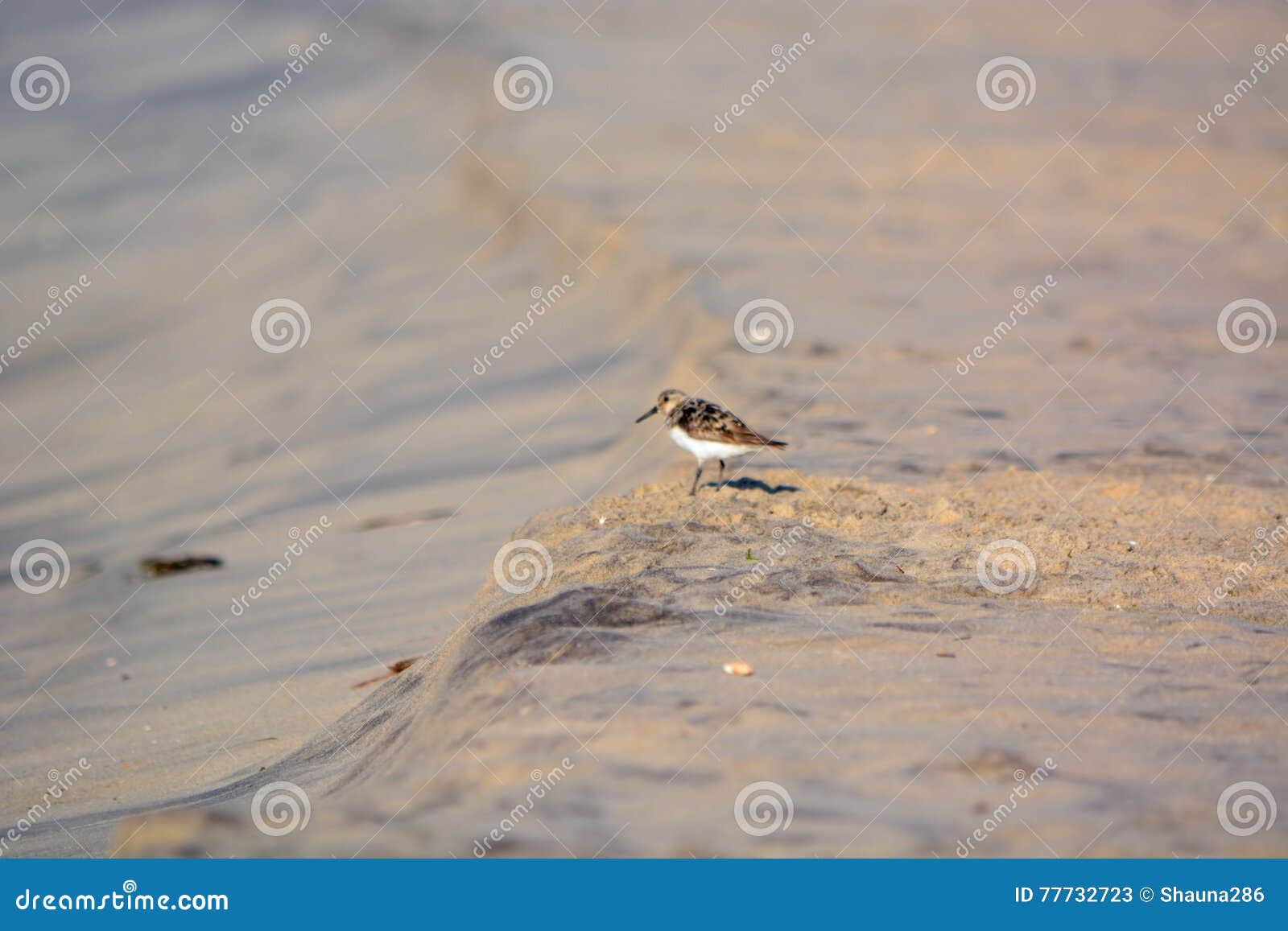 Sand Piper Bird on the Beach Stock Image - Image of sandpiper, coast ...