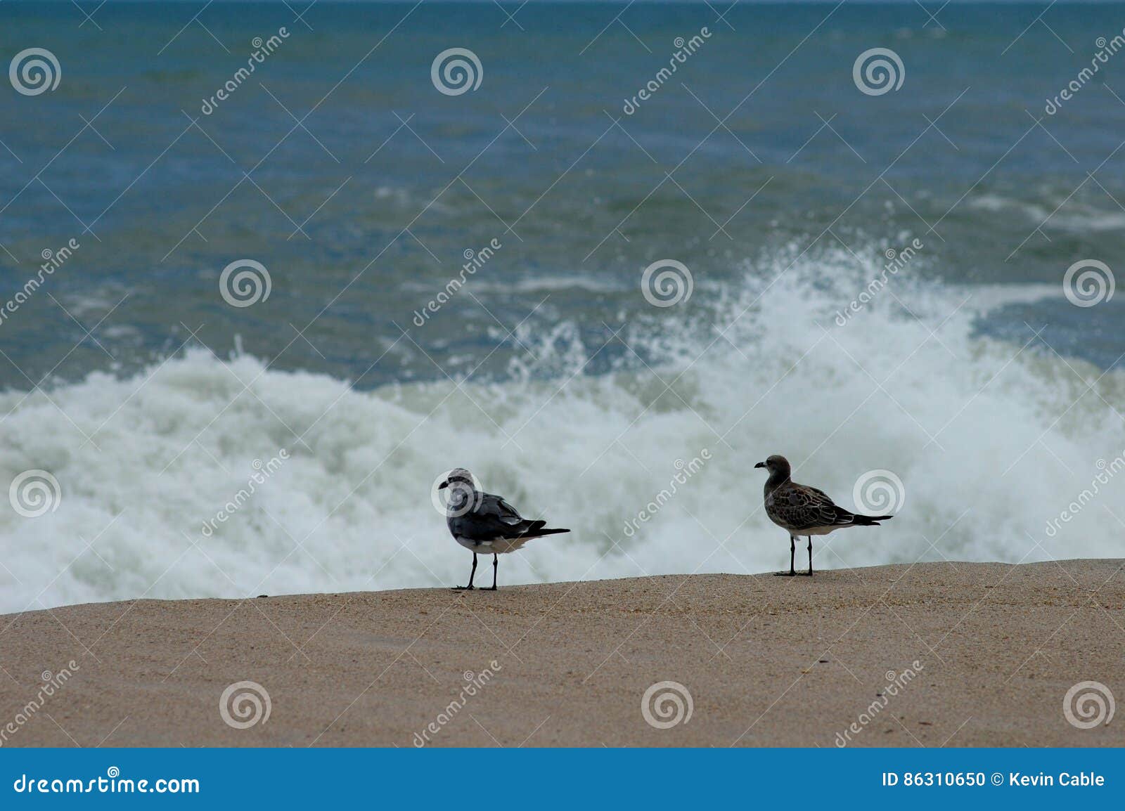 Sand piper birds stock photo. Image of sandybeach, crash - 86310650