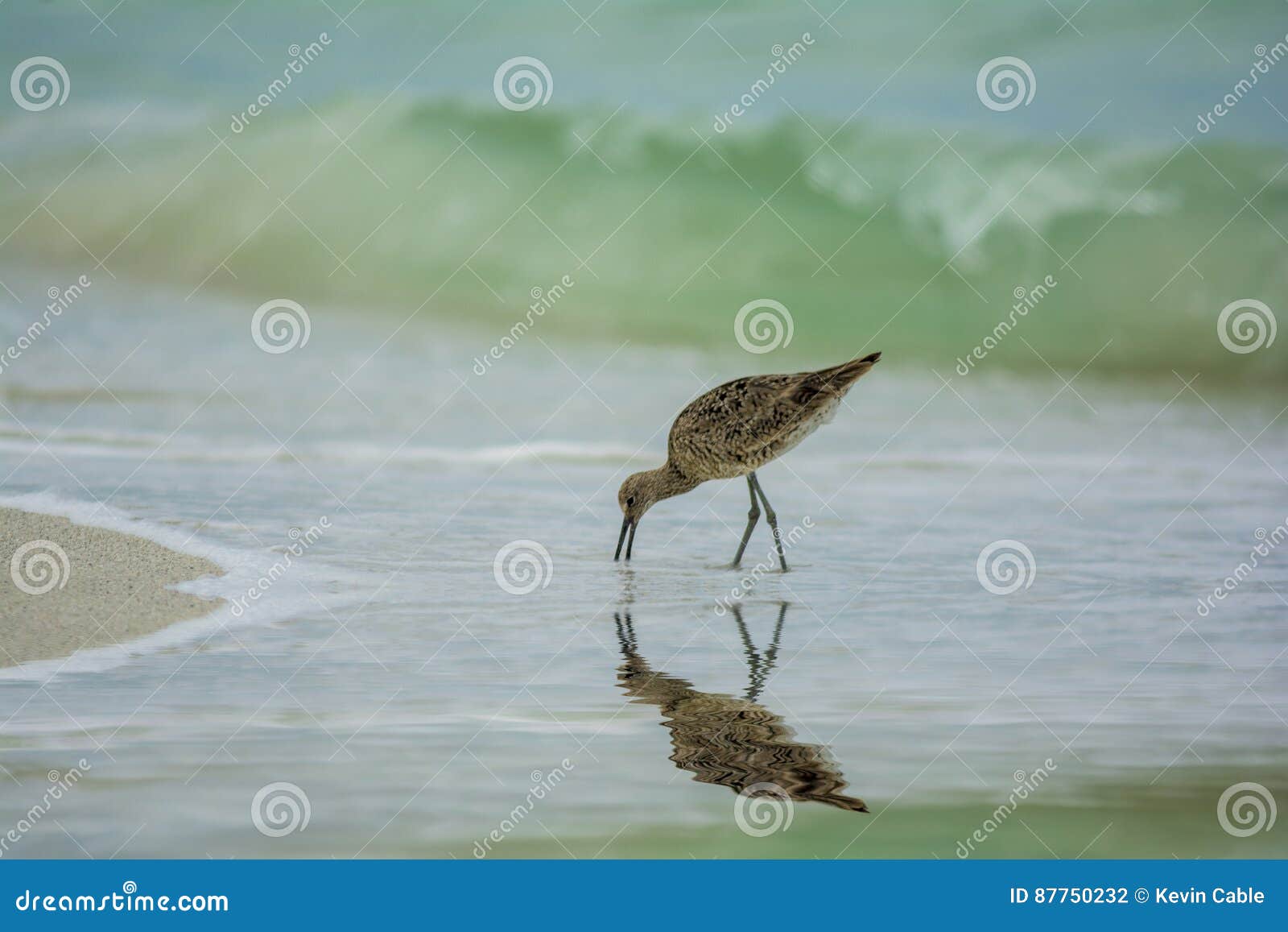 Sand piper eating in surf stock photo. Image of sand - 87750232