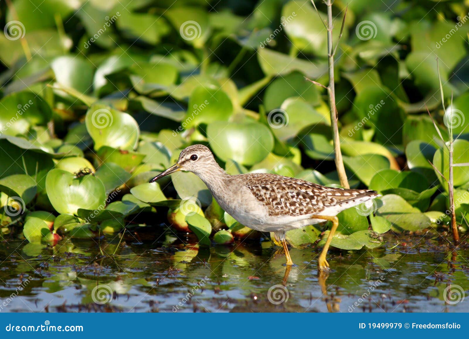 Sand Piper, Looking for Fish in Asian Sanctuary Stock Image - Image of ...