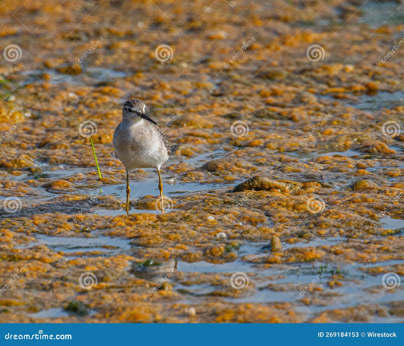 Sand piper on mud land stock image. Image of perching - 269184153