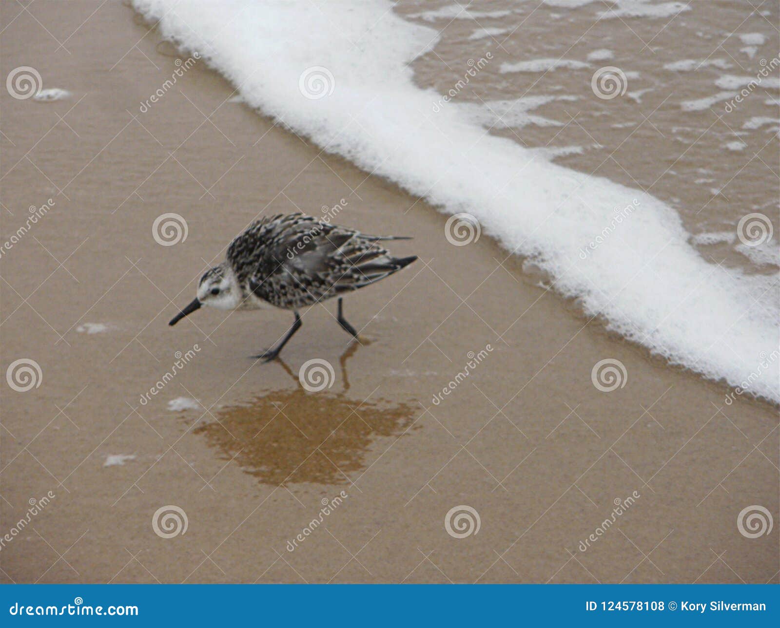 Sand piper stock photo. Image of sand, bird, piper, looking - 124578108