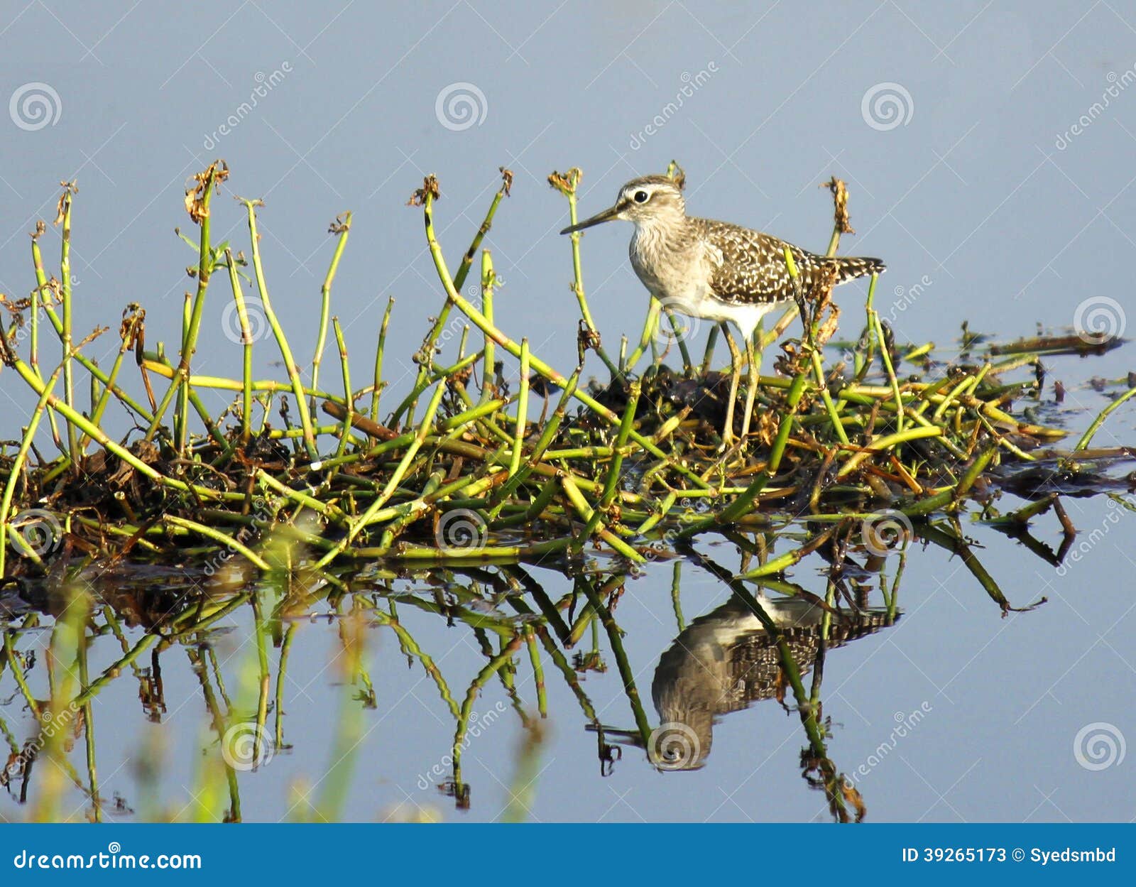Sand Piper stock image. Image of sand, piper, wildlife - 39265173