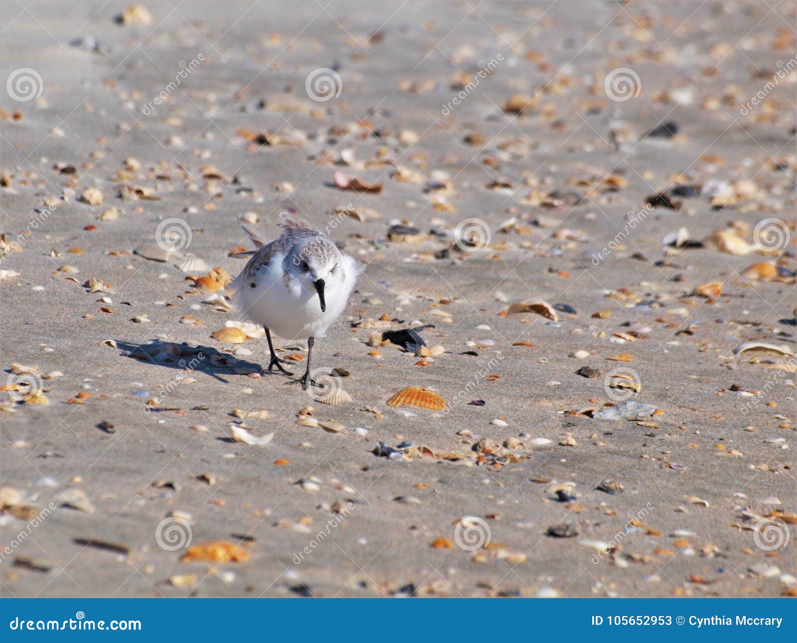 Sand Piper stock image. Image of wildlife, shore, pipers - 105652953