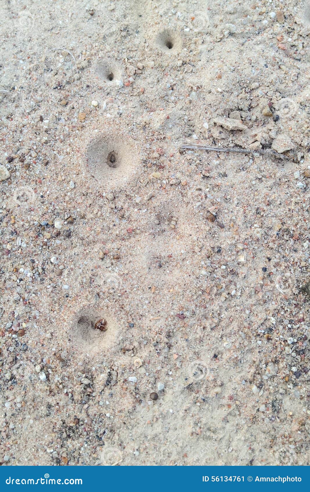 Sand Pit Trap of an Antlion Larva. Stock Image - Image of shovel ...