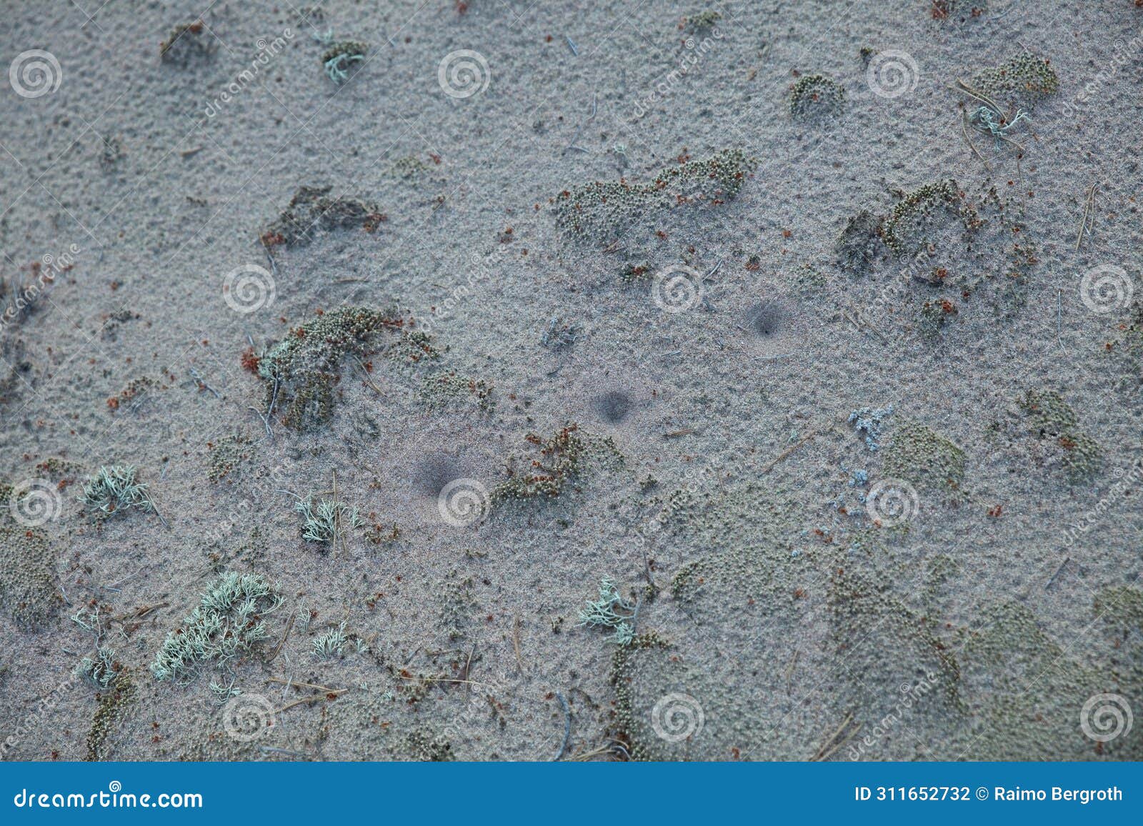 Sand pit traps. stock photo. Image of closeup, animal - 311652732