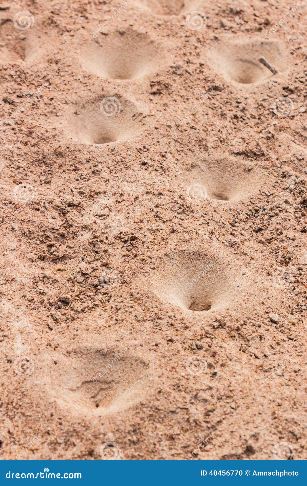 Pit Trap Of An Antlion Larva . Antlion Cone Death Trap, Sand Pit Trap ...