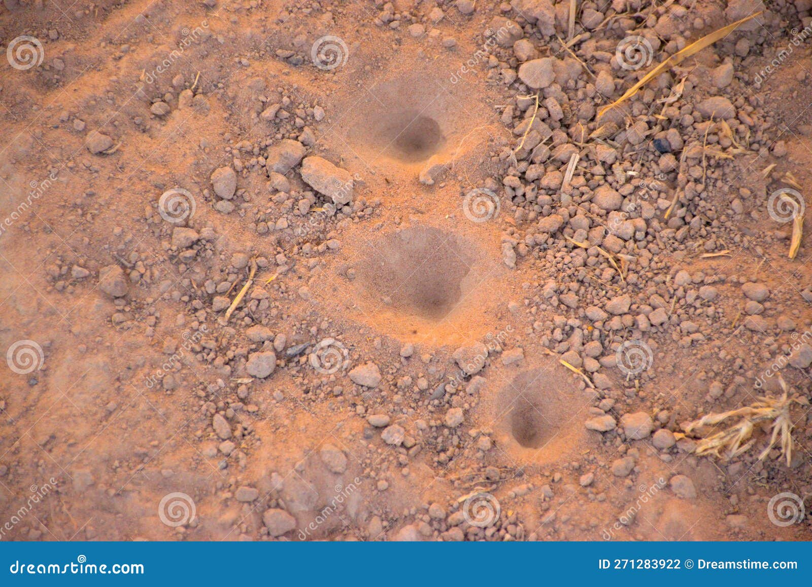 Sand pit traps stock photo. Image of floor, wildlife - 271283922