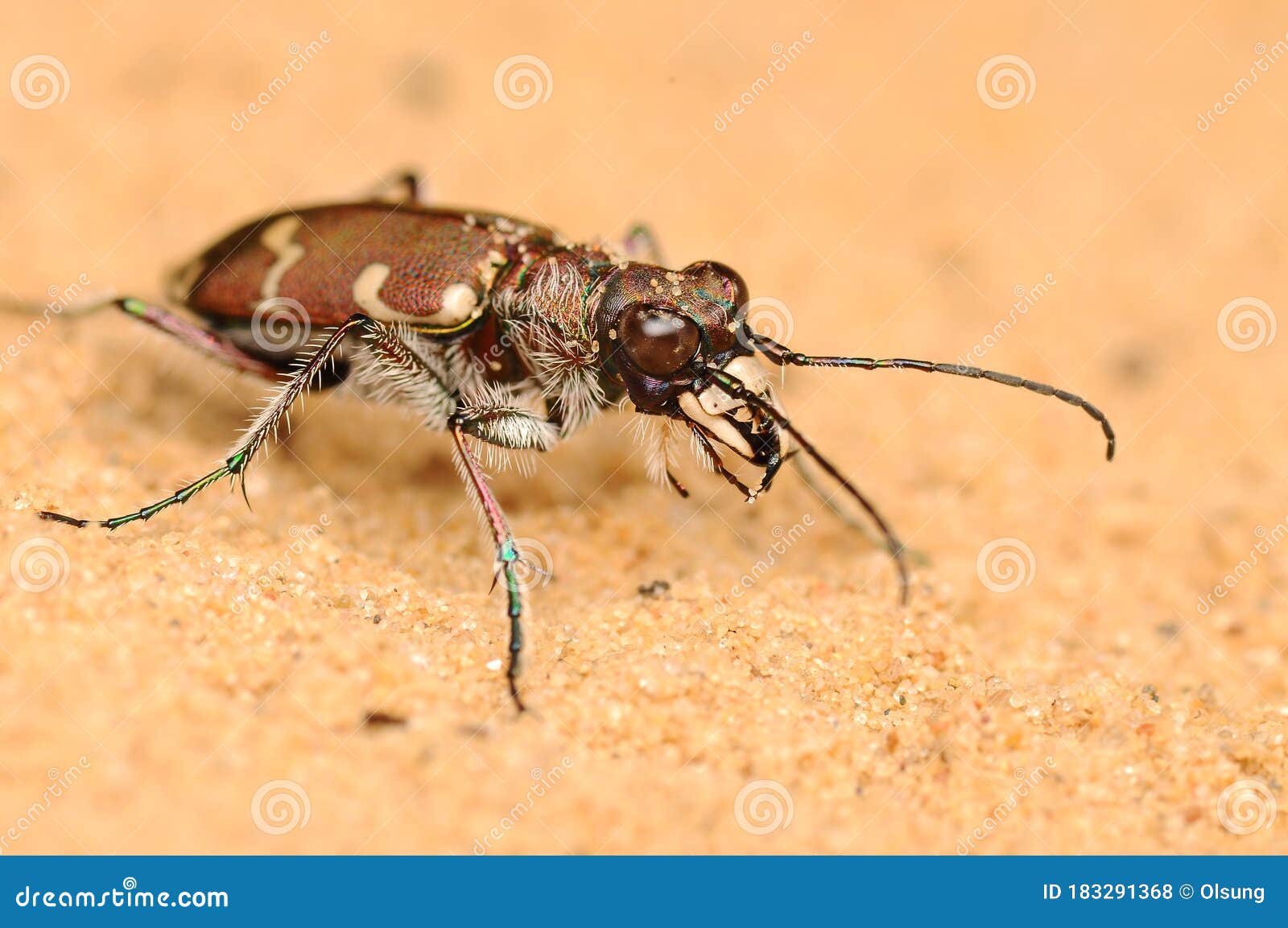 Sand predator stock photo. Image of large, jaws, insects - 183291368
