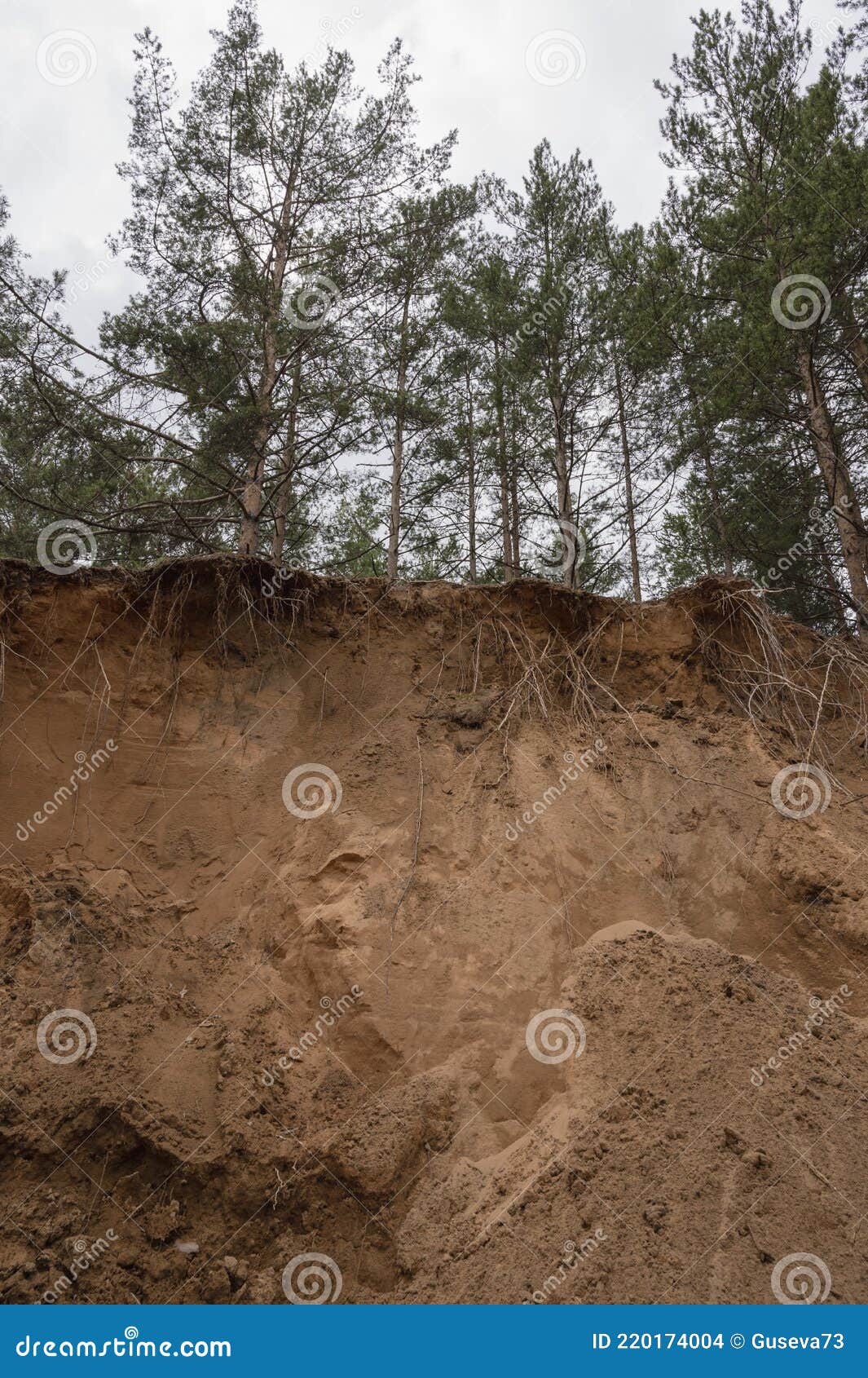 Sand Quarry in the Spring Pine Forest. Old Strong Pine Trees Sticking ...