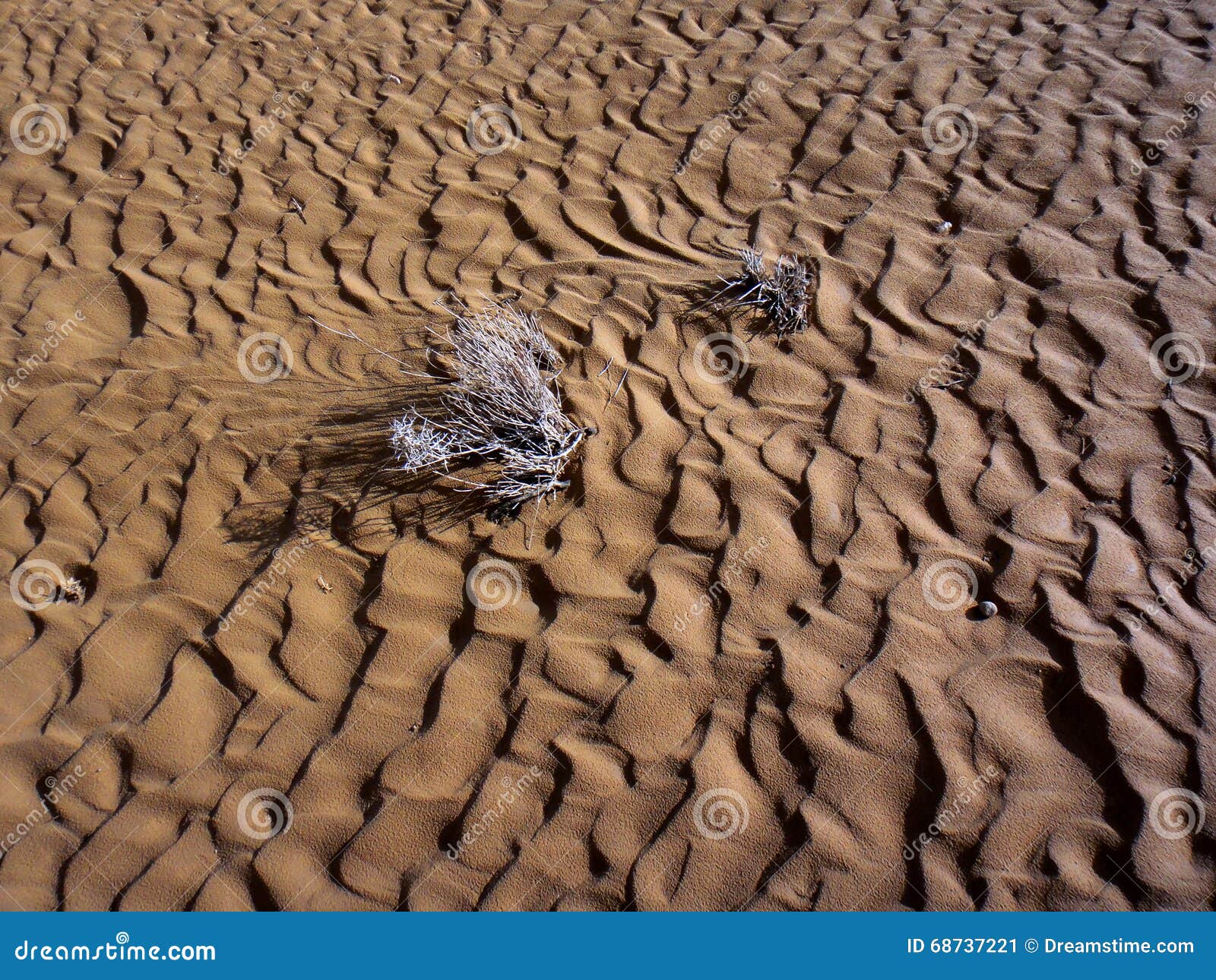 Sand ripples stock image. Image of sand, desert, survive - 68737221