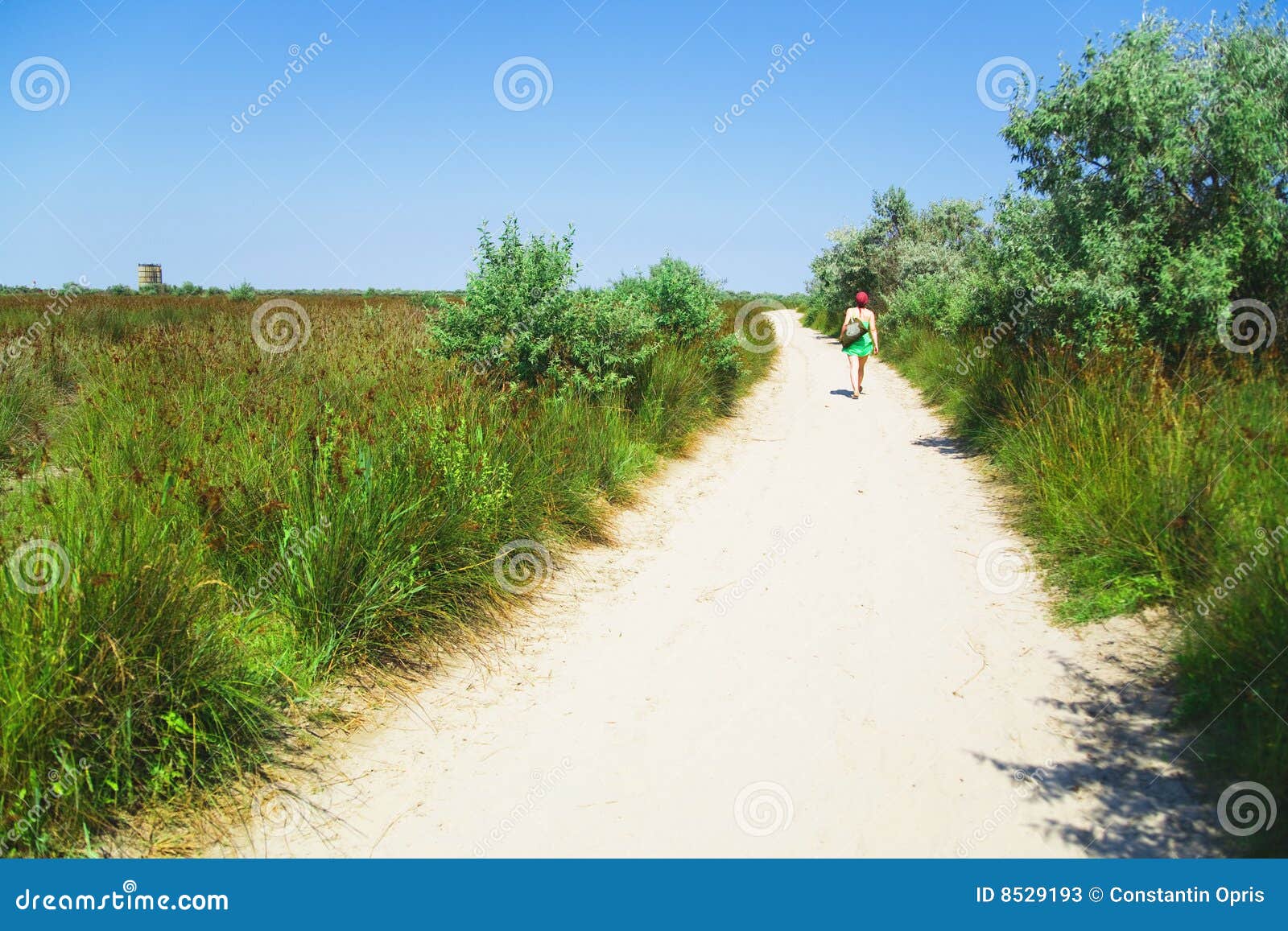 Sand road through bushes stock image. Image of wilderness - 8529193