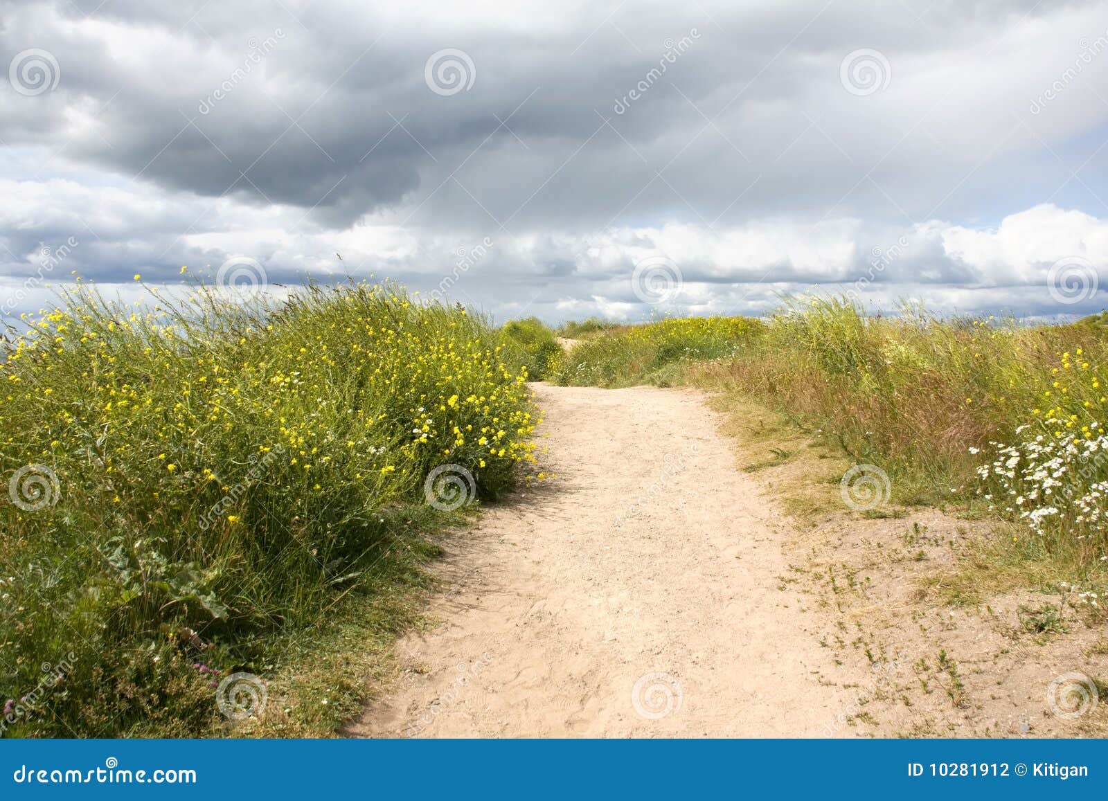 Sand Road and Thick Grass stock photo. Image of grey - 10281912