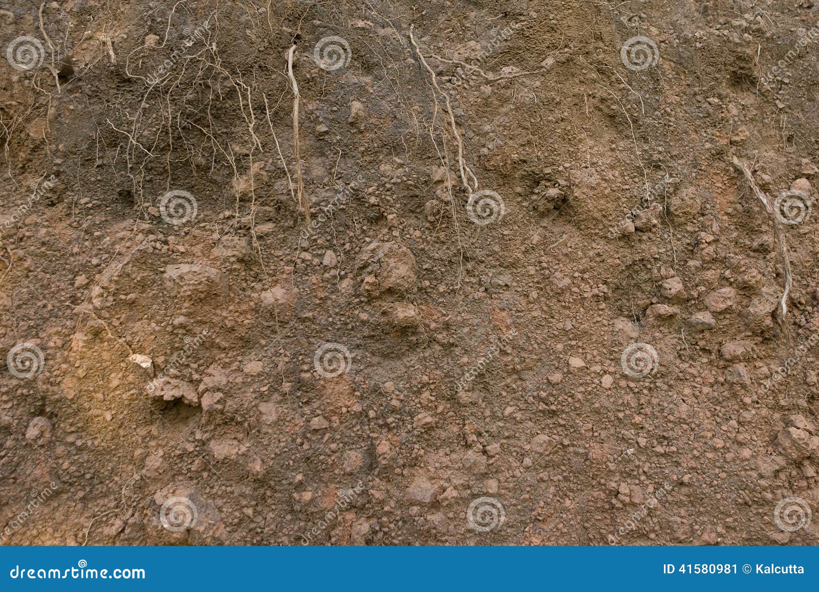 Sand Rock Texture with Roots. Background Stock Image - Image of ...