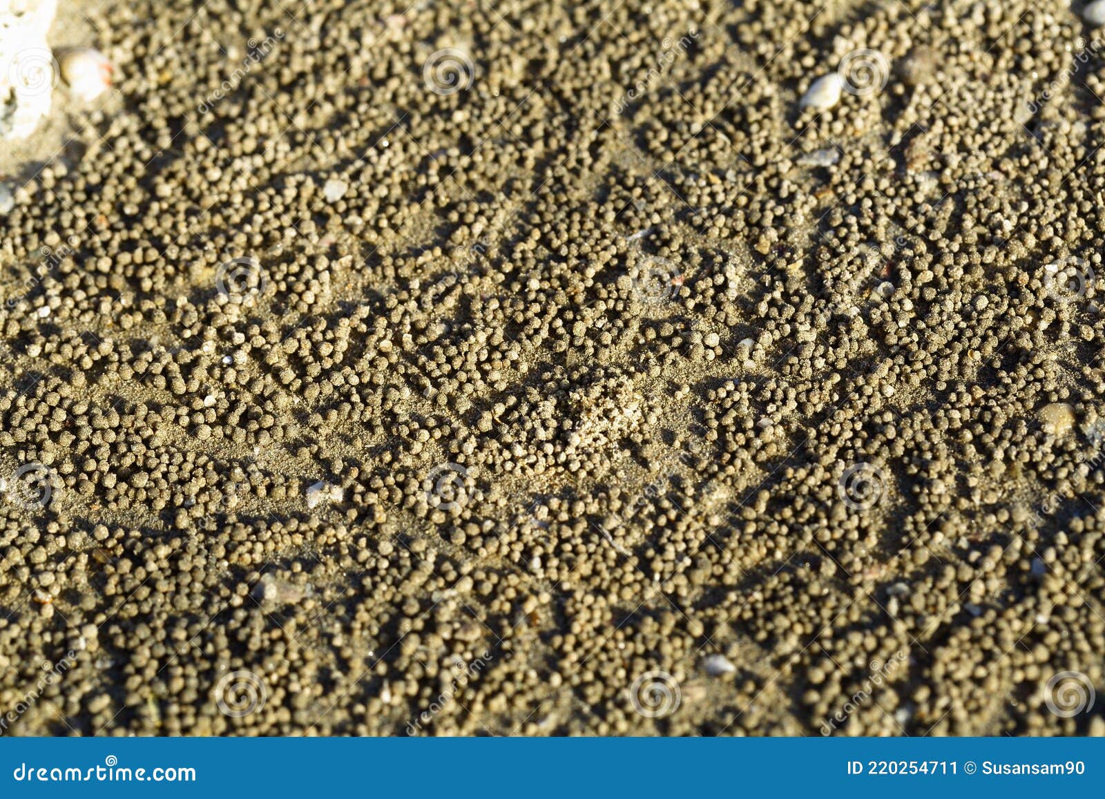 Sand Rolled by Crabs on the Beach Stock Image - Image of design, beach ...