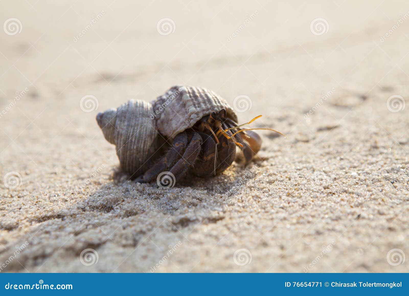 Sand Scene Exotic Creature stock image. Image of coast - 76654771