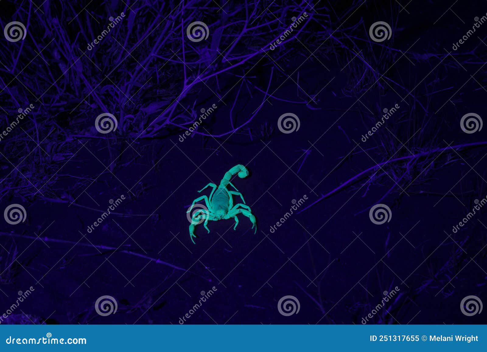 Sand Scorpion Glowing Under Ultraviolet Light Facing the Camera Stock ...