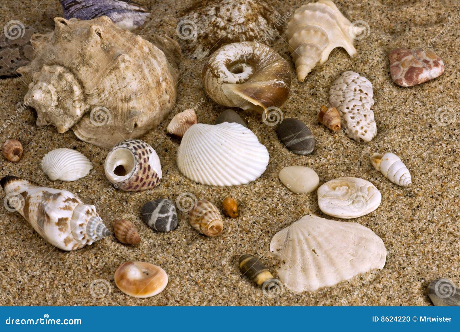 Sand and sea shell stock photo. Image of fragile, dabble - 8624220
