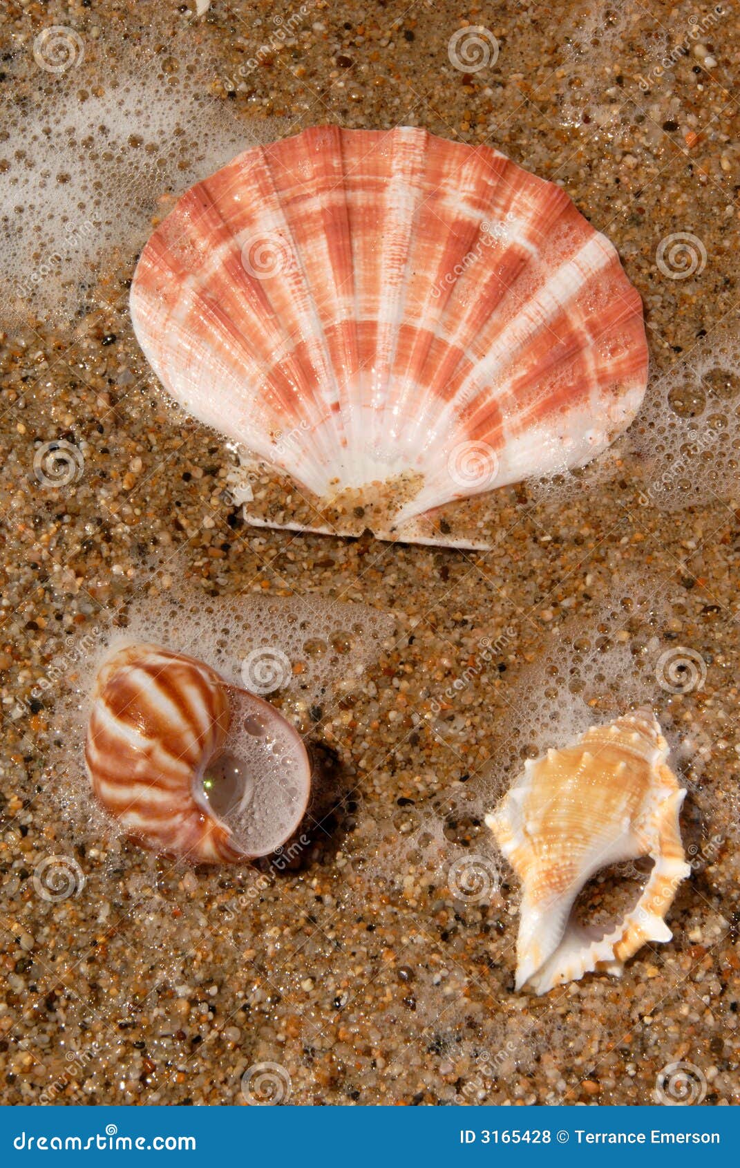 Sand and Sea Shells stock photo. Image of sand, sealife - 3165428