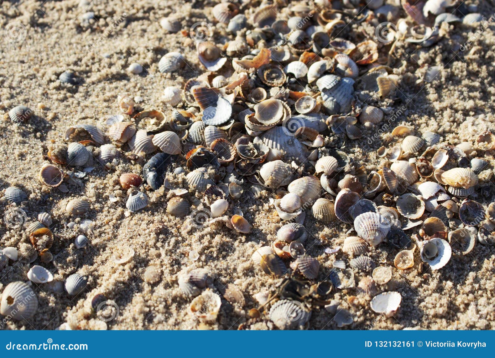 Sand and Sea Shells Texture Stock Image - Image of surface, seashell ...