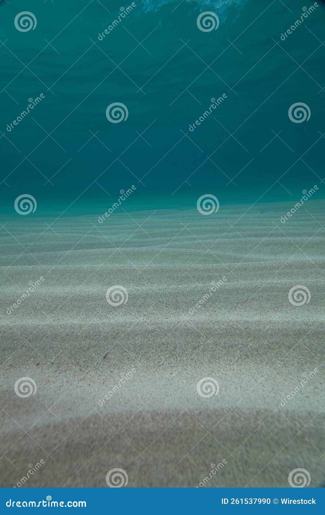 Sand seafloor underwater stock photo. Image of shot - 261537990