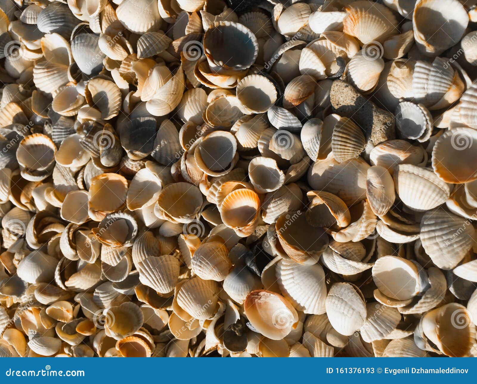 Sand from Color Seashells. Background of Shells Stock Image - Image of ...