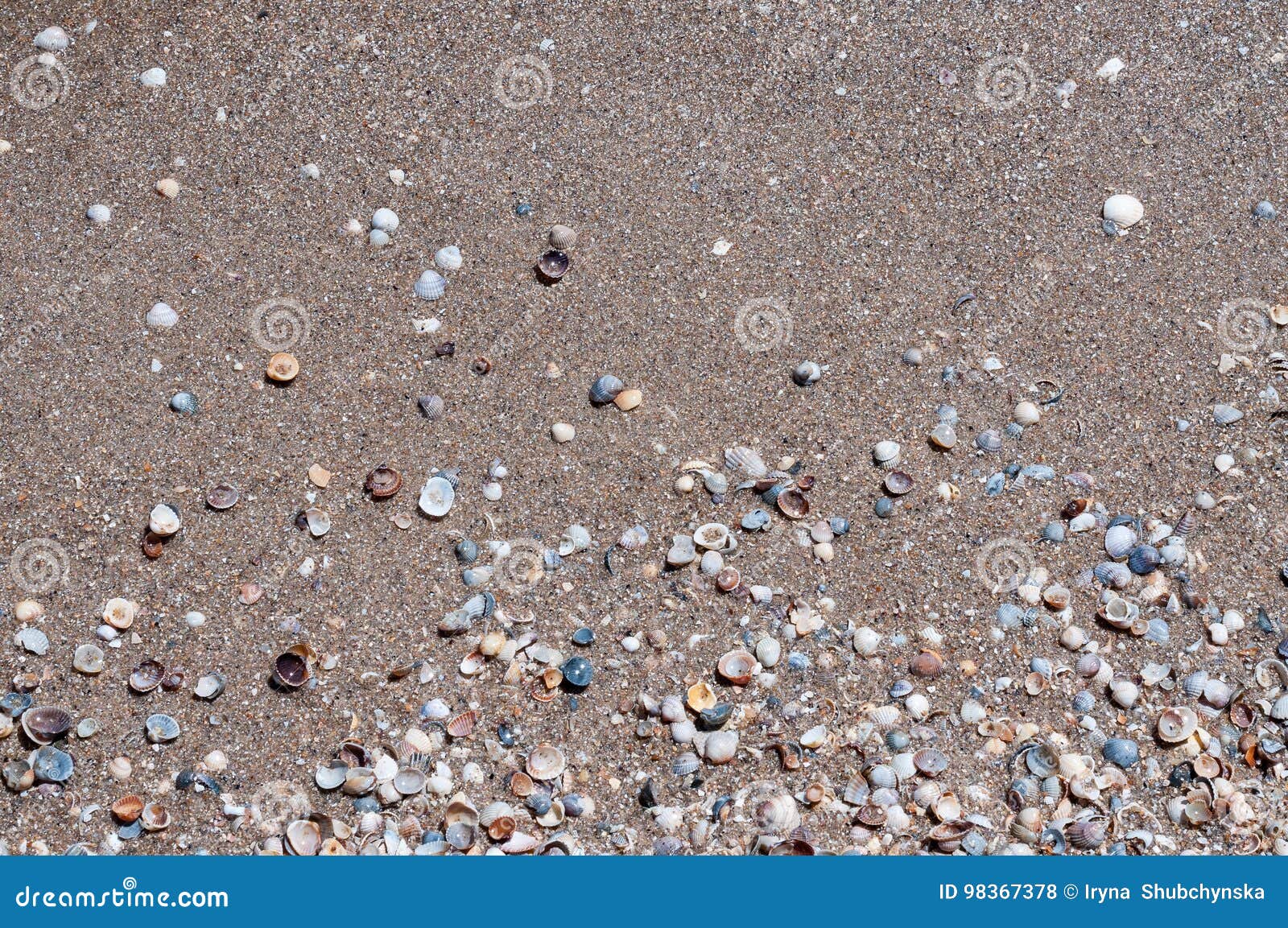 Sand and seashells stock photo. Image of coast, natural - 98367378