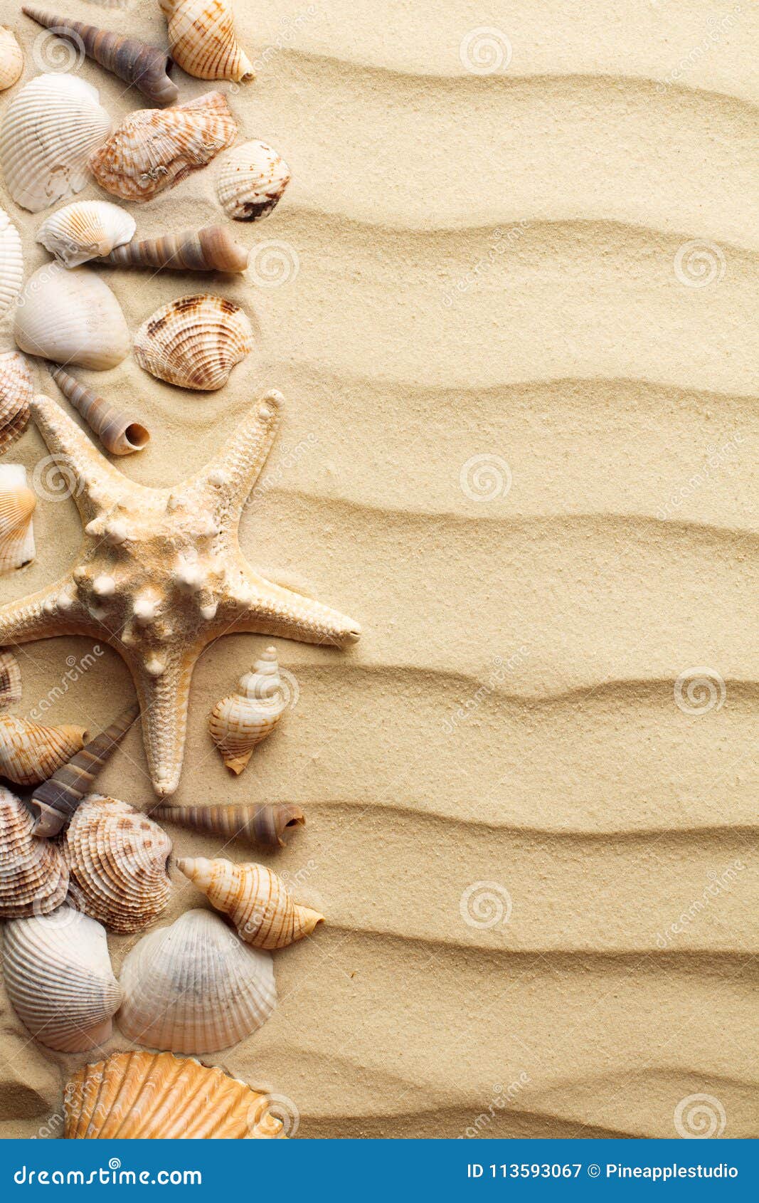 Sand with Seashells and Starfish Stock Image - Image of life, pattern ...