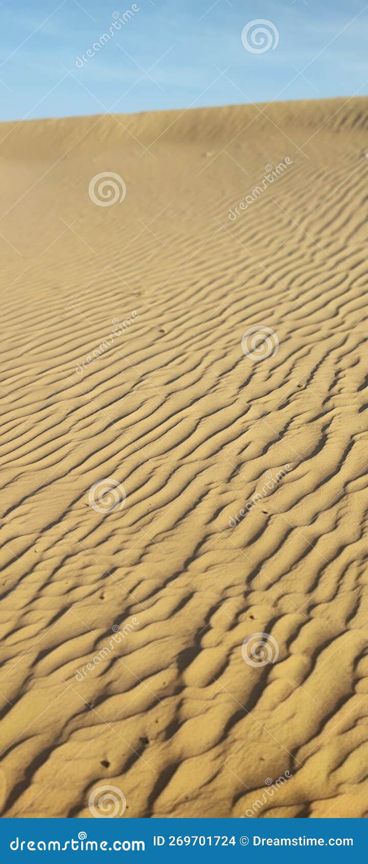 Sand shades stock photo. Image of plain, dune, wood - 269701724