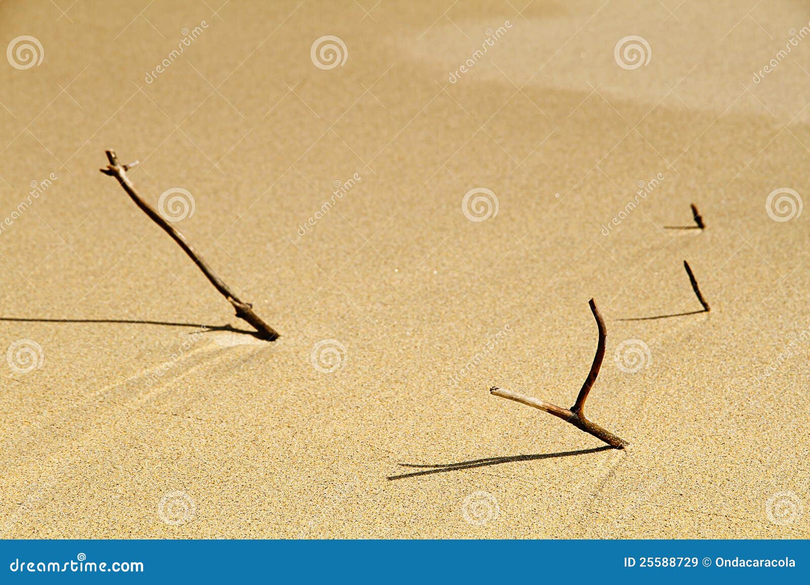 Sand shapes stock image. Image of plant, nature, minimal - 25588729