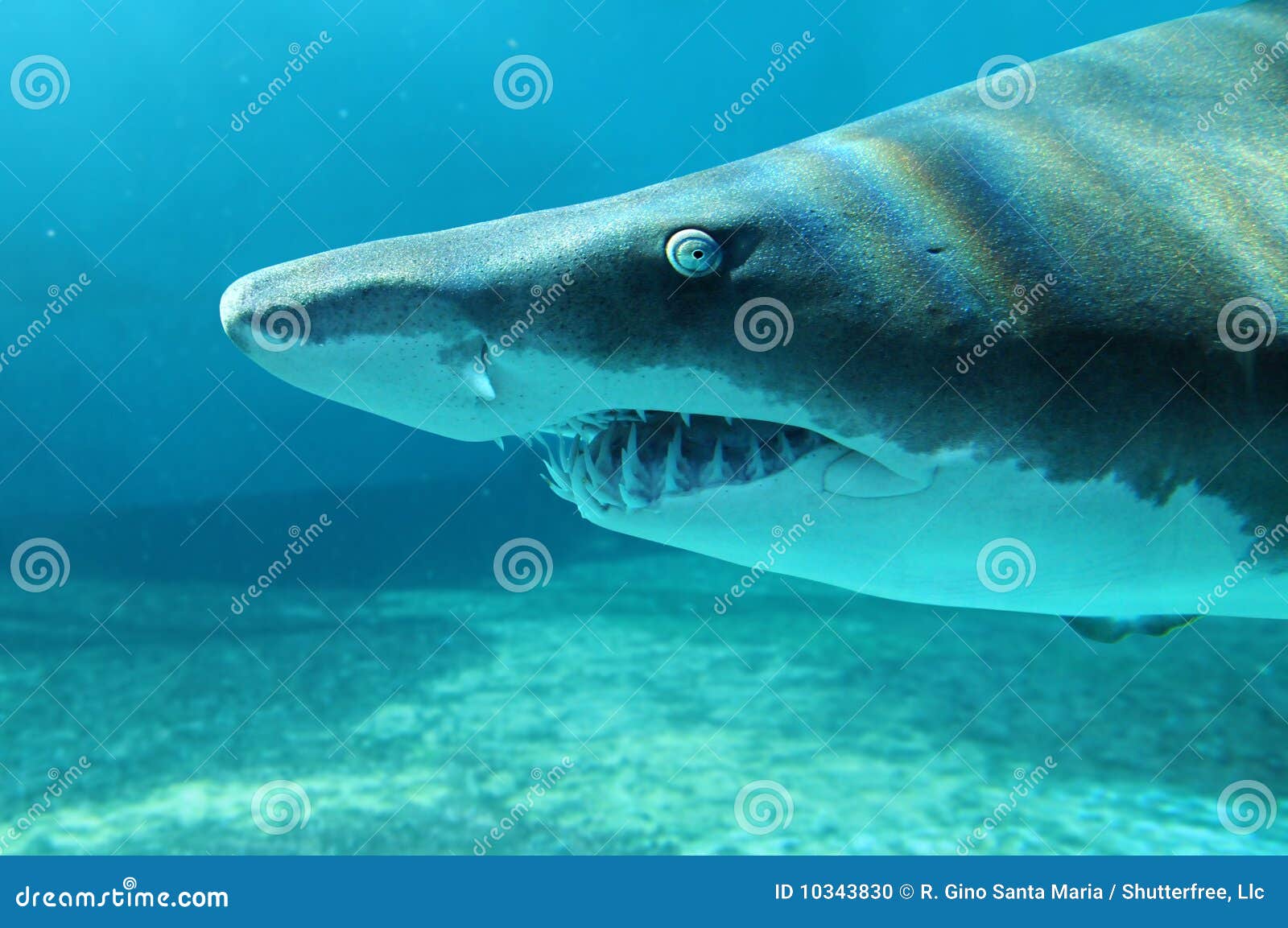 Sand Shark in Close Up View Stock Photo - Image of underwater, tiger ...