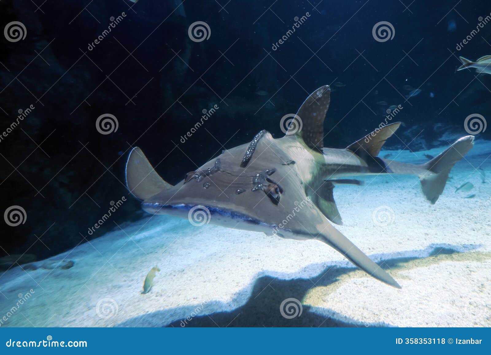 Sand Shark Stock Photo | CartoonDealer.com #36085584