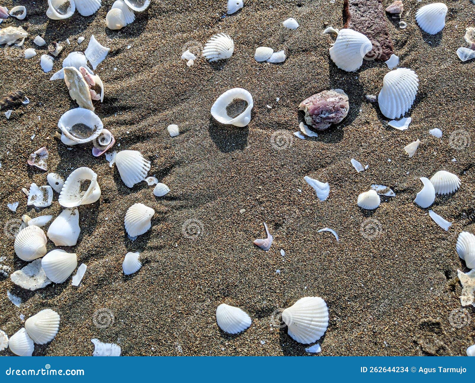 Sand and shell stock photo. Image of shellb, shore, water - 262644234