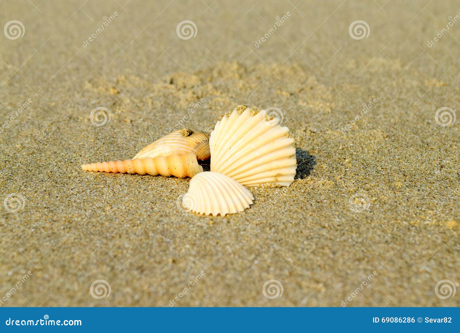 Sand shell background stock photo. Image of macro, outdoor - 69086286 Sand shell background stock photo. Image of macro, outdoor - 69086286